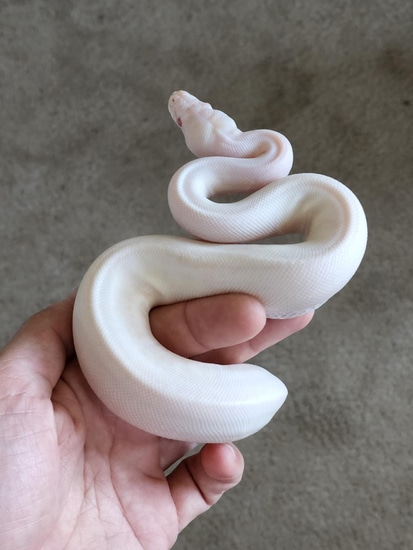 VPI Snow Ball Python by South BAE Reptiles