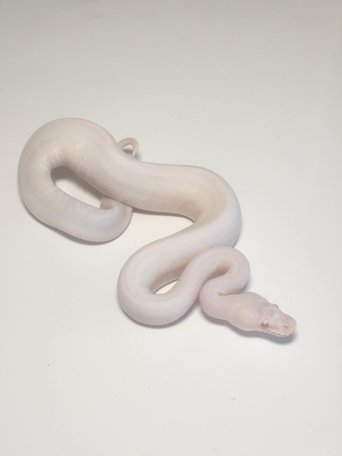 VPI Snow Ball Python by South BAE Reptiles - MorphMarket