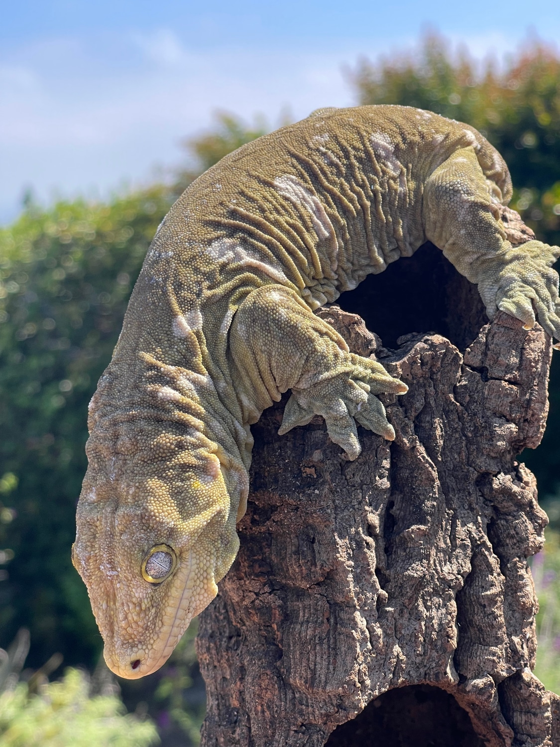 Mt Koghis Troeger Leachianus Gecko by South Bay Leachies - MorphMarket