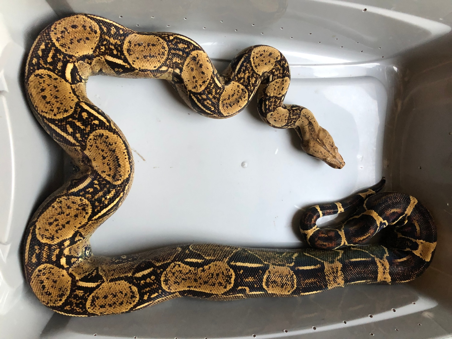Colombian Red Tail Boa Boa Constrictor by SouthBayReptiles - MorphMarket