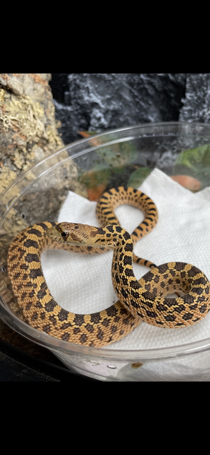 Red Hypo Het Albino Stillwater Bullsnake by SouthBayReptiles - MorphMarket