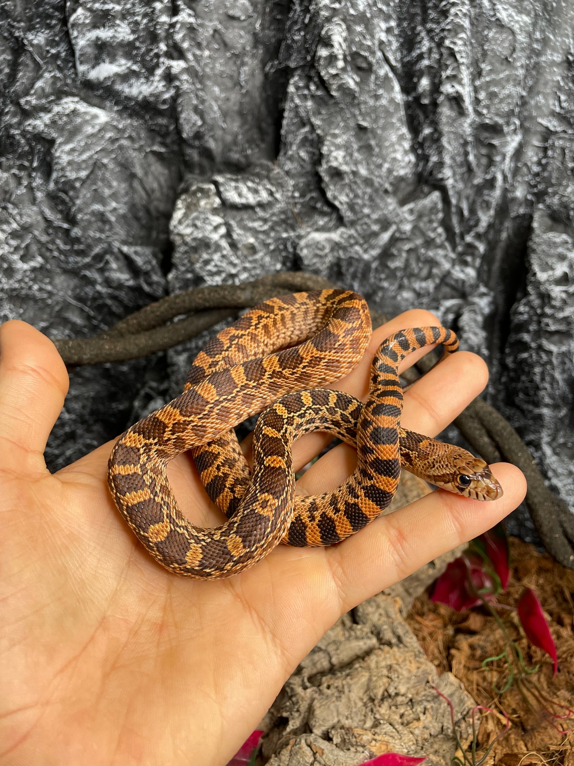 Red Influenced Stillwater Hypo 100% Het Albino Bullsnake by ...