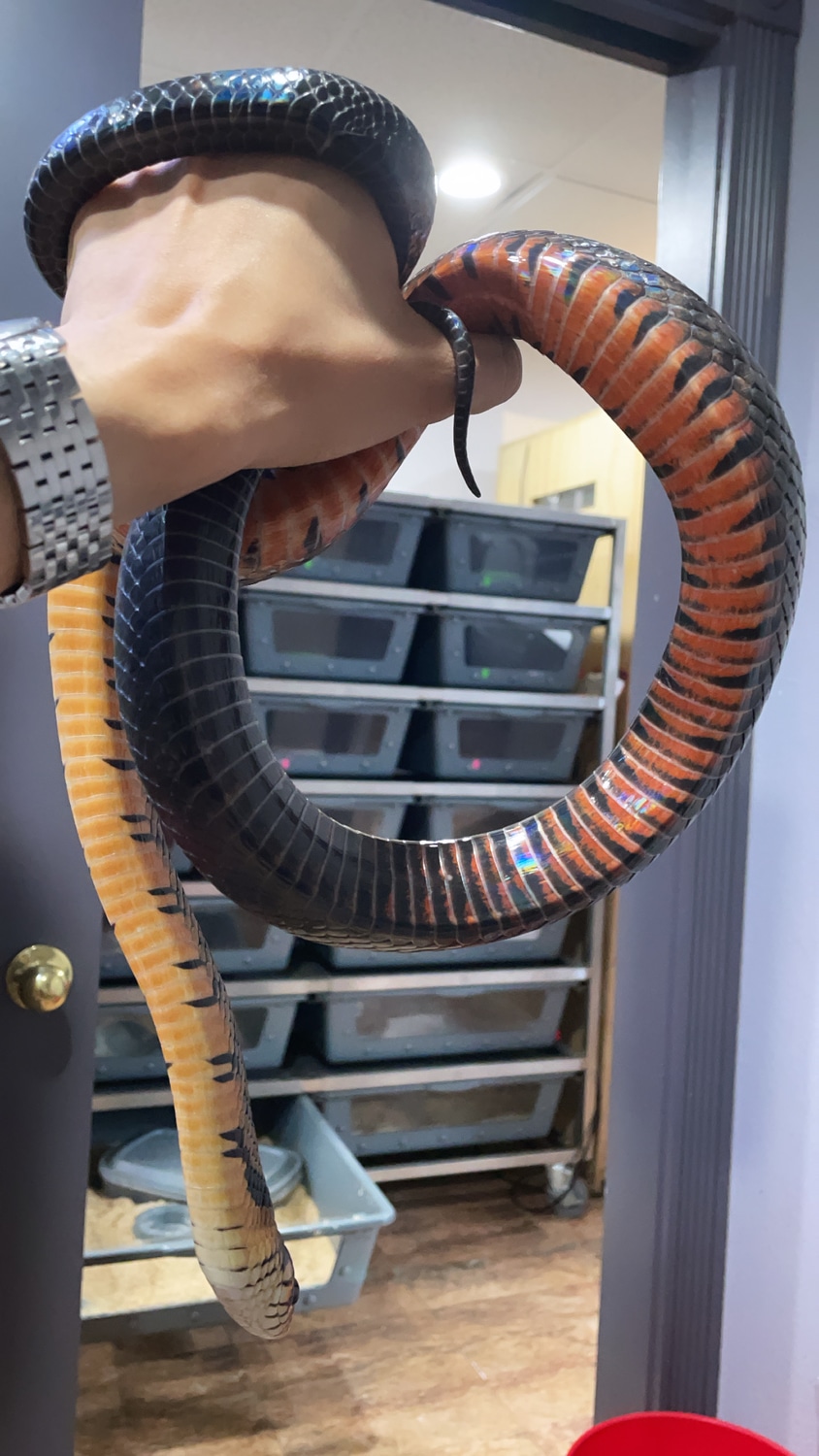 1.1 Guerrero Red Tail Indigos Cribo & Indigo Snake by SouthBayReptiles ...