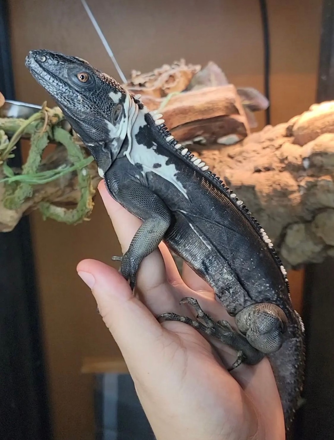 Pied Pectinata Other Iguana by SouthBayReptiles - MorphMarket
