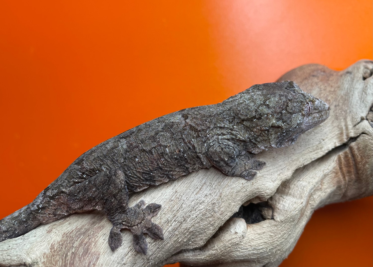Pine Island Chahoua Gecko by SouthBayReptiles - MorphMarket