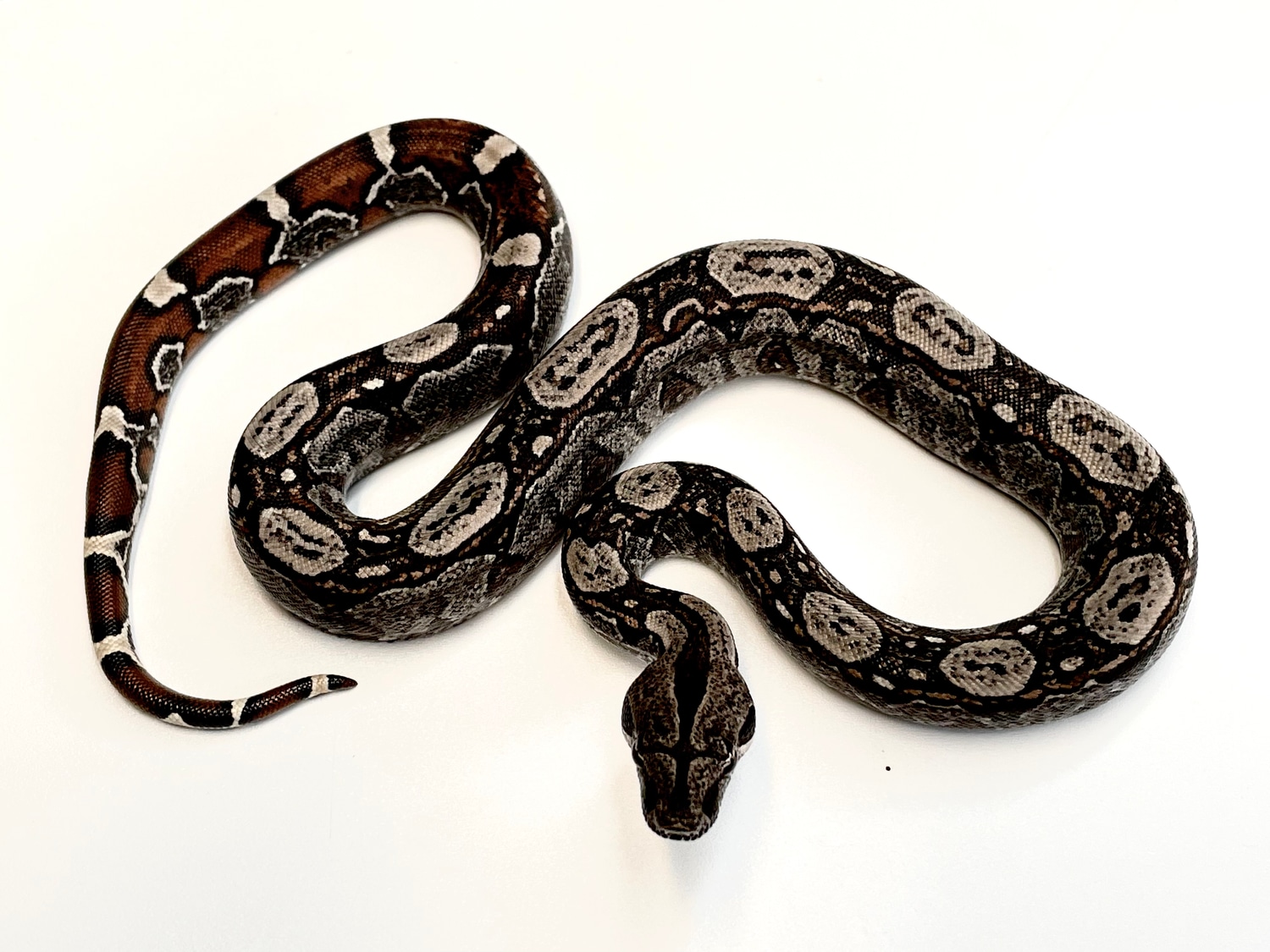 Pos Super IMG Hypo Aztec Arabesque Boa Constrictor by SouthBayReptiles ...