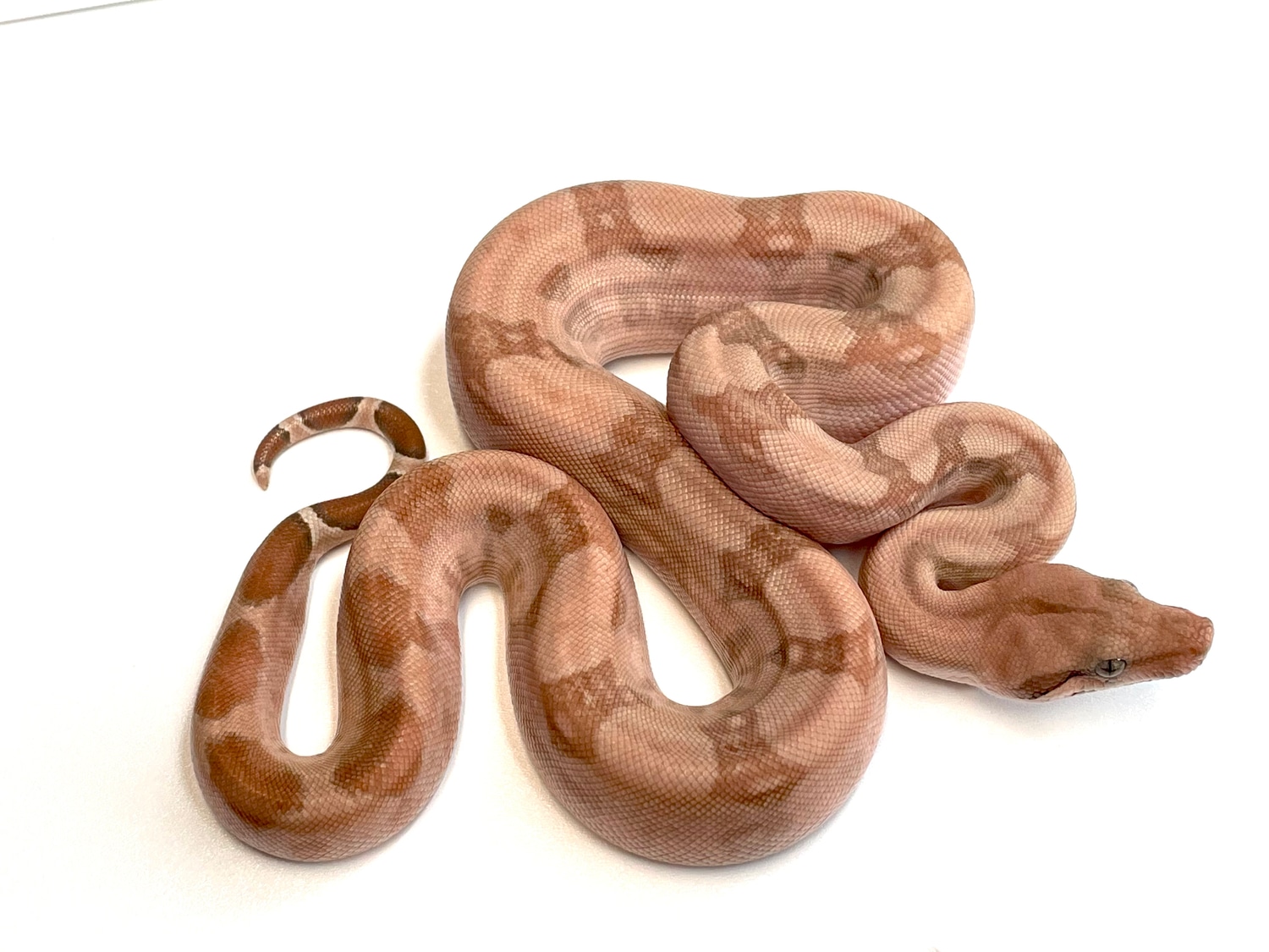 CA T+ Fire Pastel Boa Constrictor by SouthBayReptiles - MorphMarket