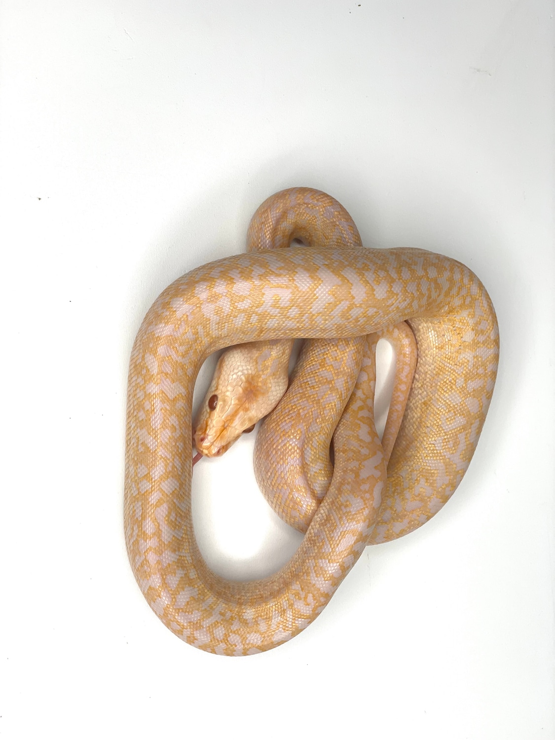 Albino Granite Het Green Burmese Python by SouthBayReptiles - MorphMarket