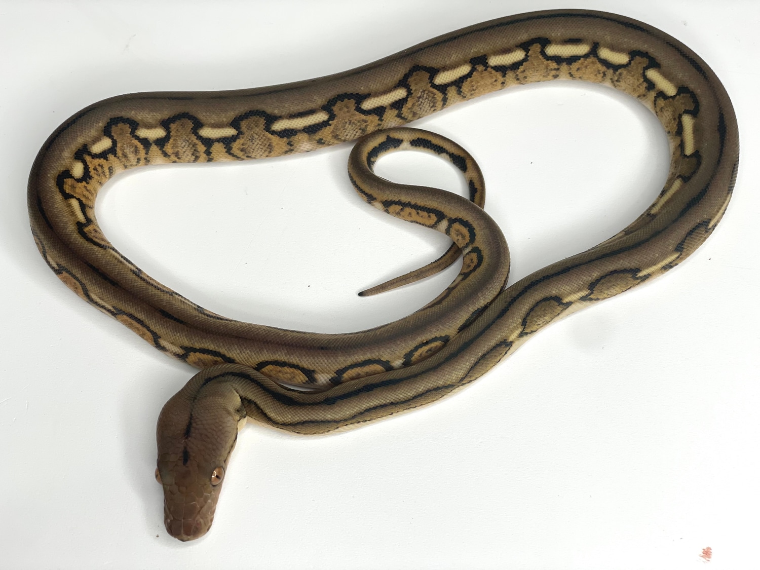 Platinum Tiger 18.75% Kalatoa 50% Het Pied & Anery Reticulated Python ...