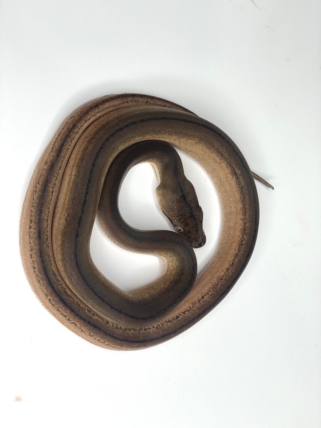 Platinum GC Tiger 18.75% Kalatoa 50% Het Pied 50% Het Anery Reticulated ...