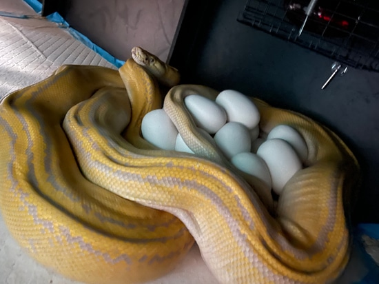 Purple Albino Tiger Goldenchild Reticulated Python by SouthBayReptiles