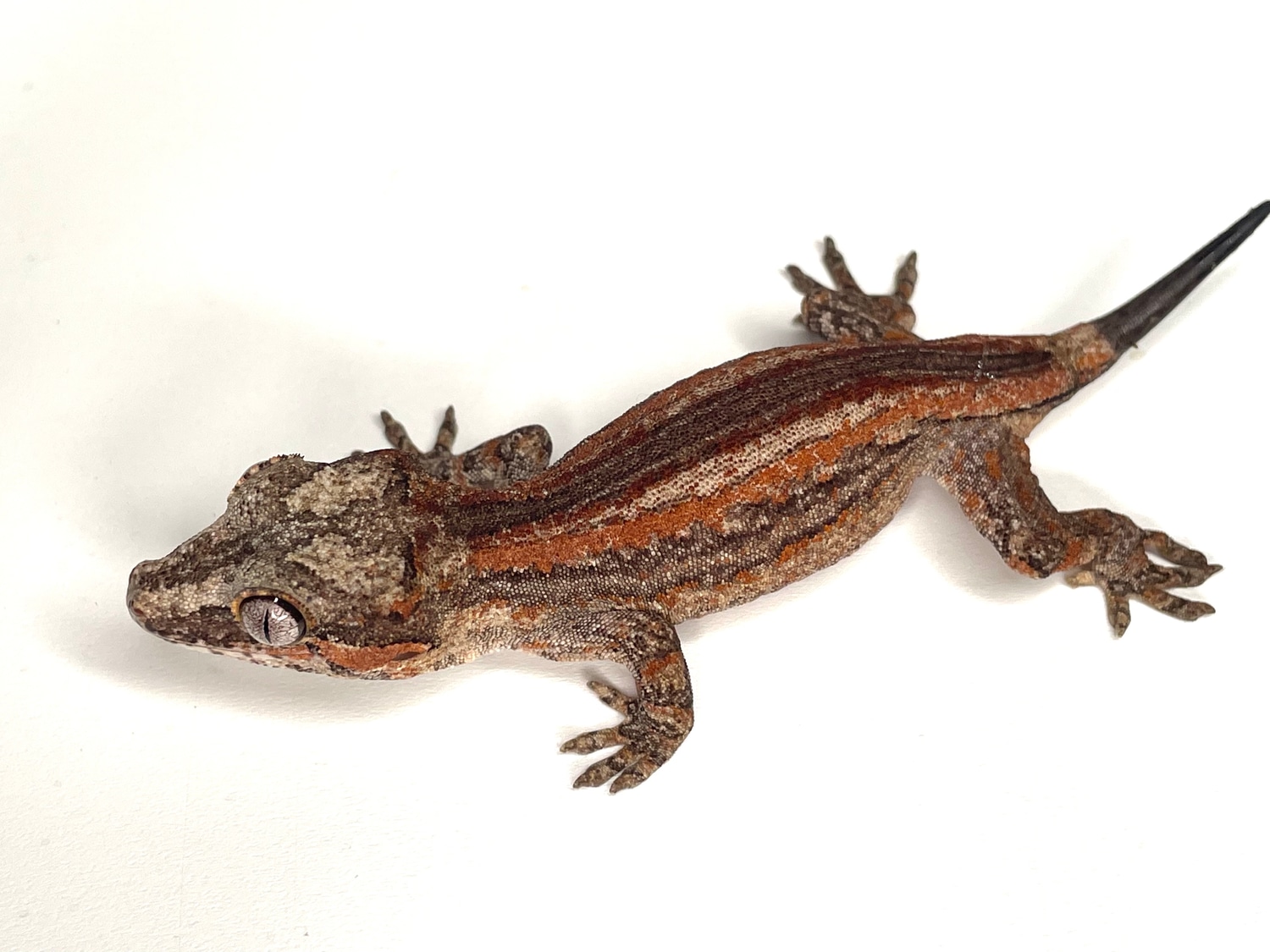 Red & Orange Stripe Gargoyle Gecko by SouthBayReptiles - MorphMarket