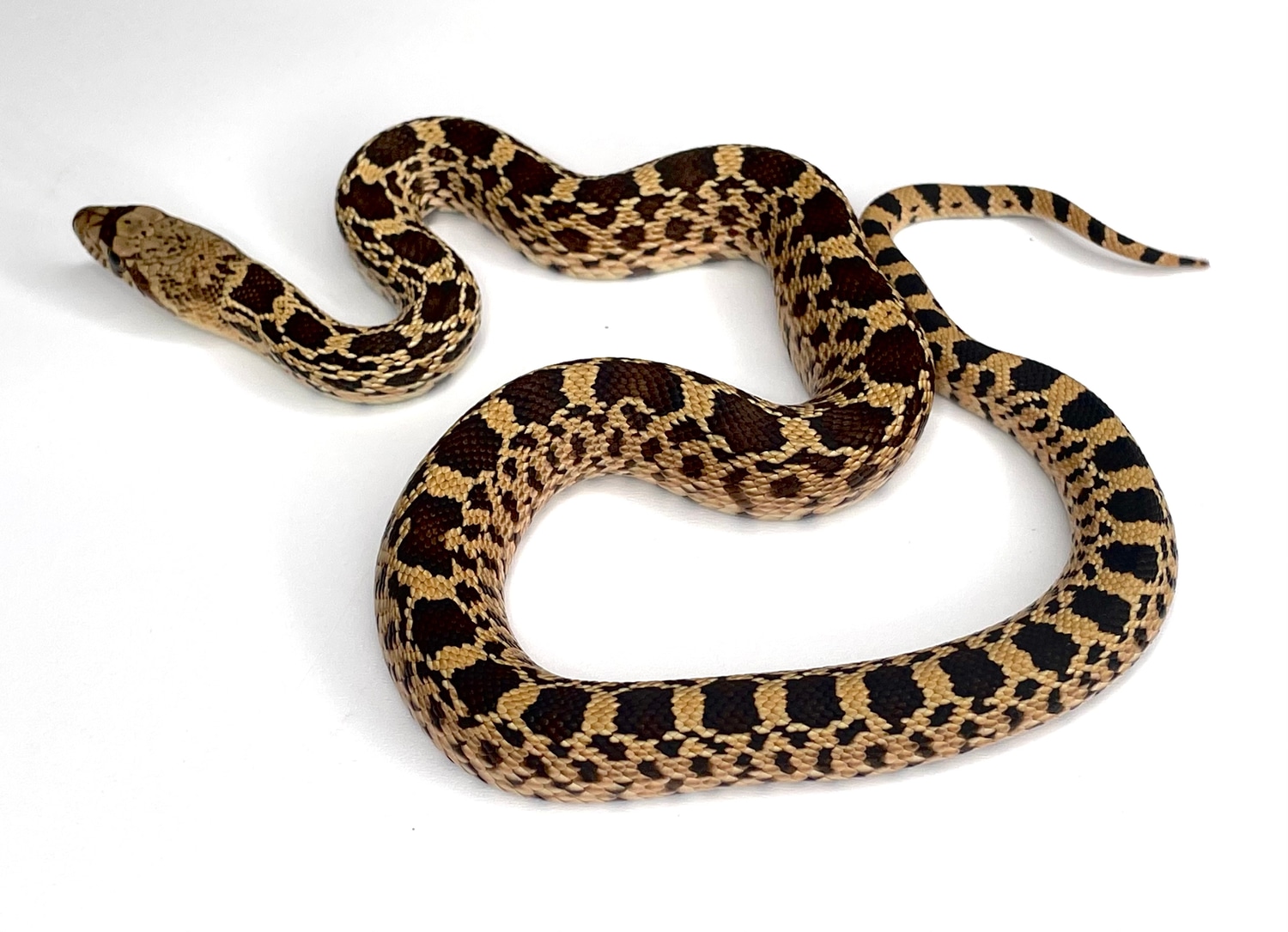 Hypo 100% Het Patternless 66% Het Albino 50% Het Axanthic 50% Het White ...