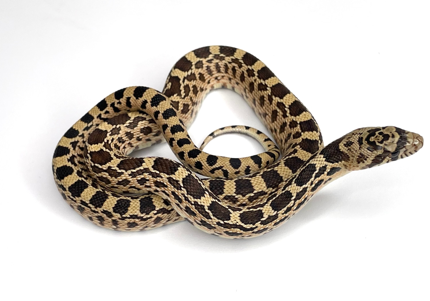 Hypo 100% Het Patternless 66% Het Albino 50% Het Axanthic 50% Het White ...