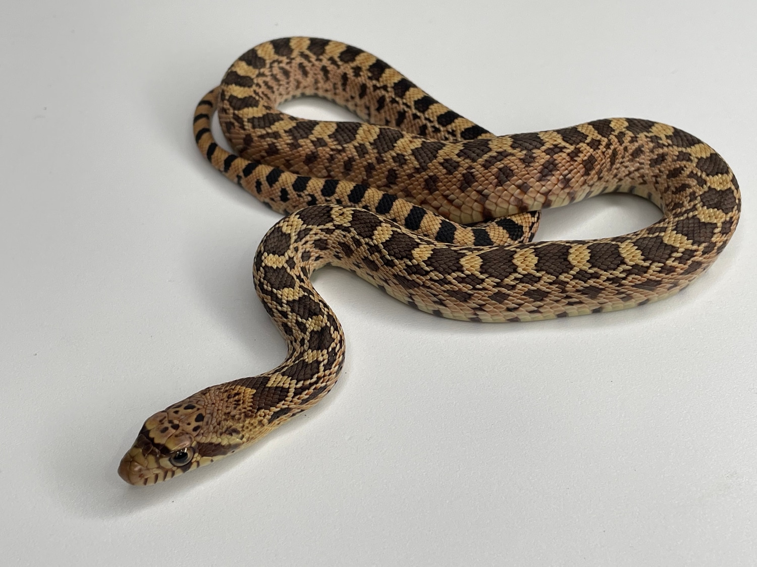 Stillwater Hypo 100% Het Albino Bullsnake by SouthBayReptiles - MorphMarket