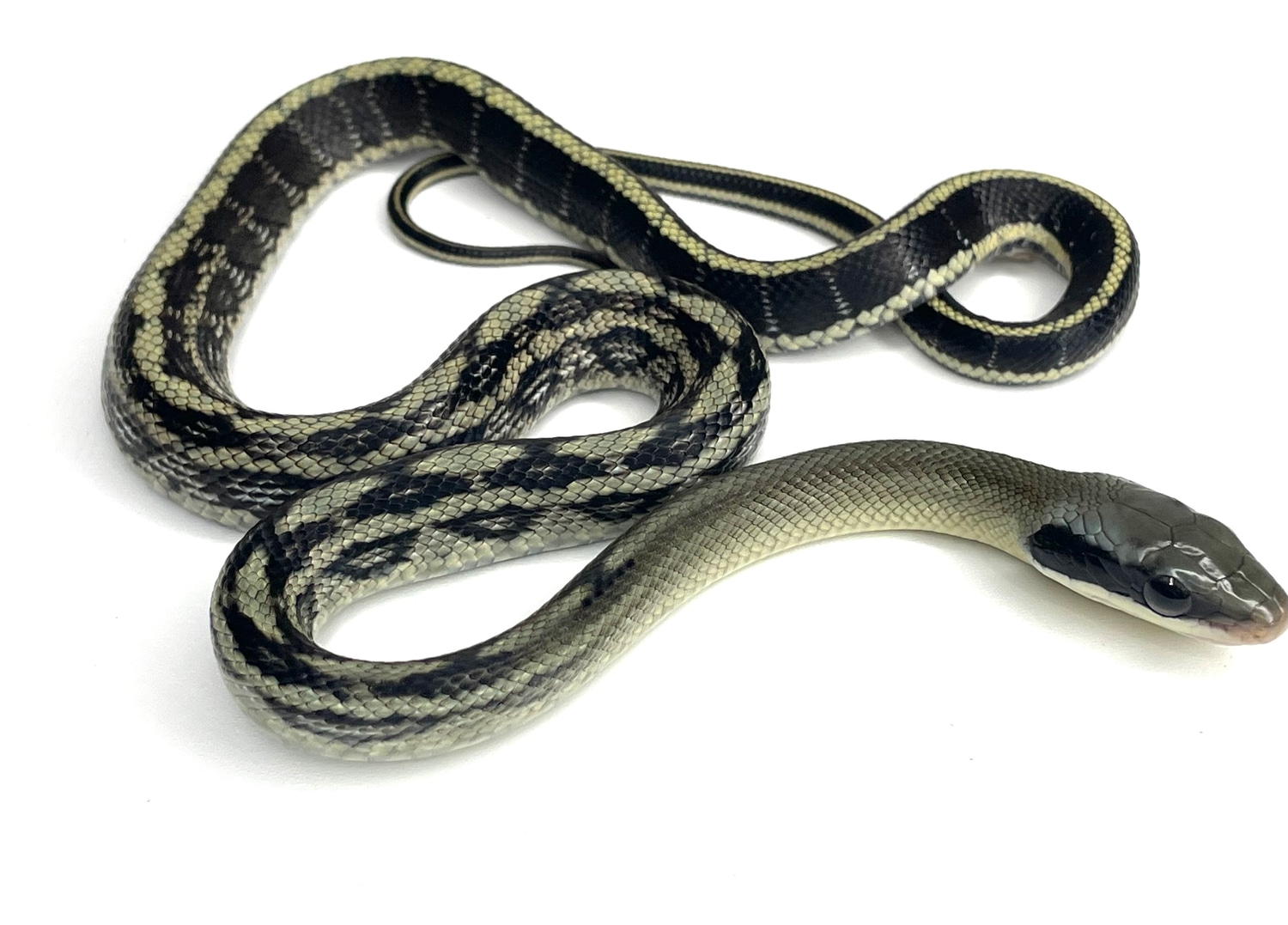 Vietnamese Blue Beauty Rat Snake by SouthBayReptiles - MorphMarket