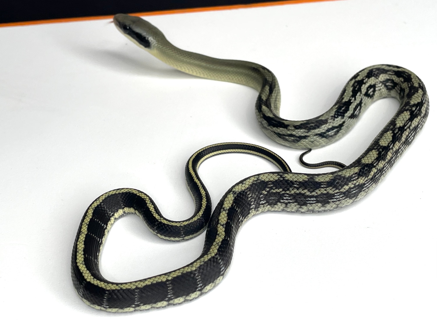 Vietnamese Blue Beauty Rat Snake by SouthBayReptiles - MorphMarket