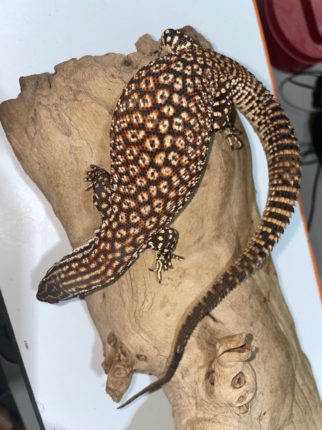 Red Ackie Monitor Other Monitor by SouthBayReptiles - MorphMarket