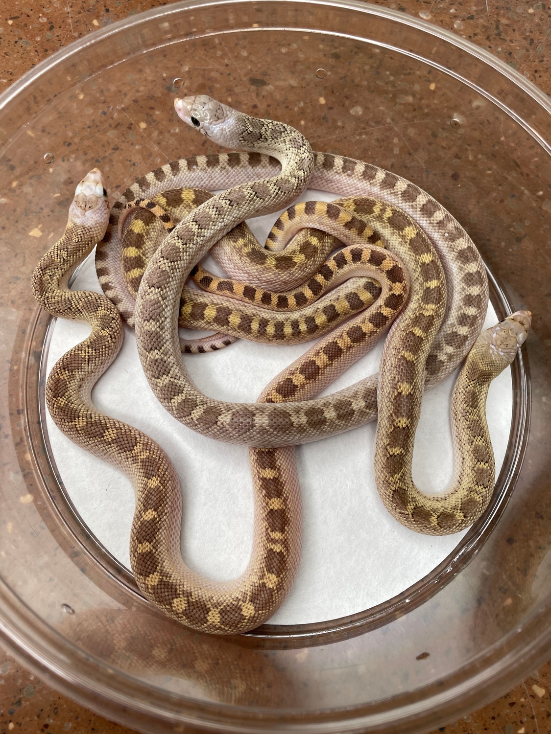 Trumbower Hypo White Sided Het Albino Bullsnake by SouthBayReptiles ...
