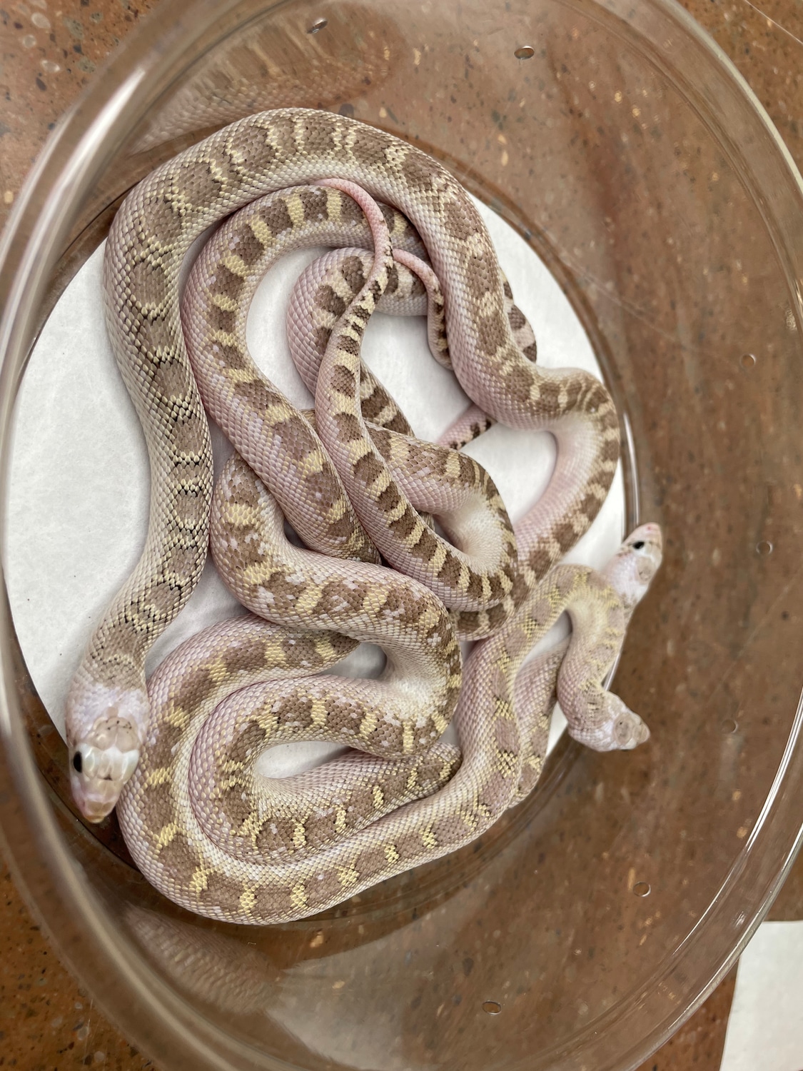 Trumbower Hypo White Sided Het Albino Bullsnake by SouthBayReptiles ...