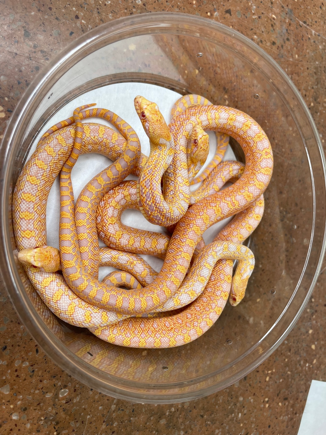 Stillwater Hypo Red Albino Bullsnake by SouthBayReptiles - MorphMarket