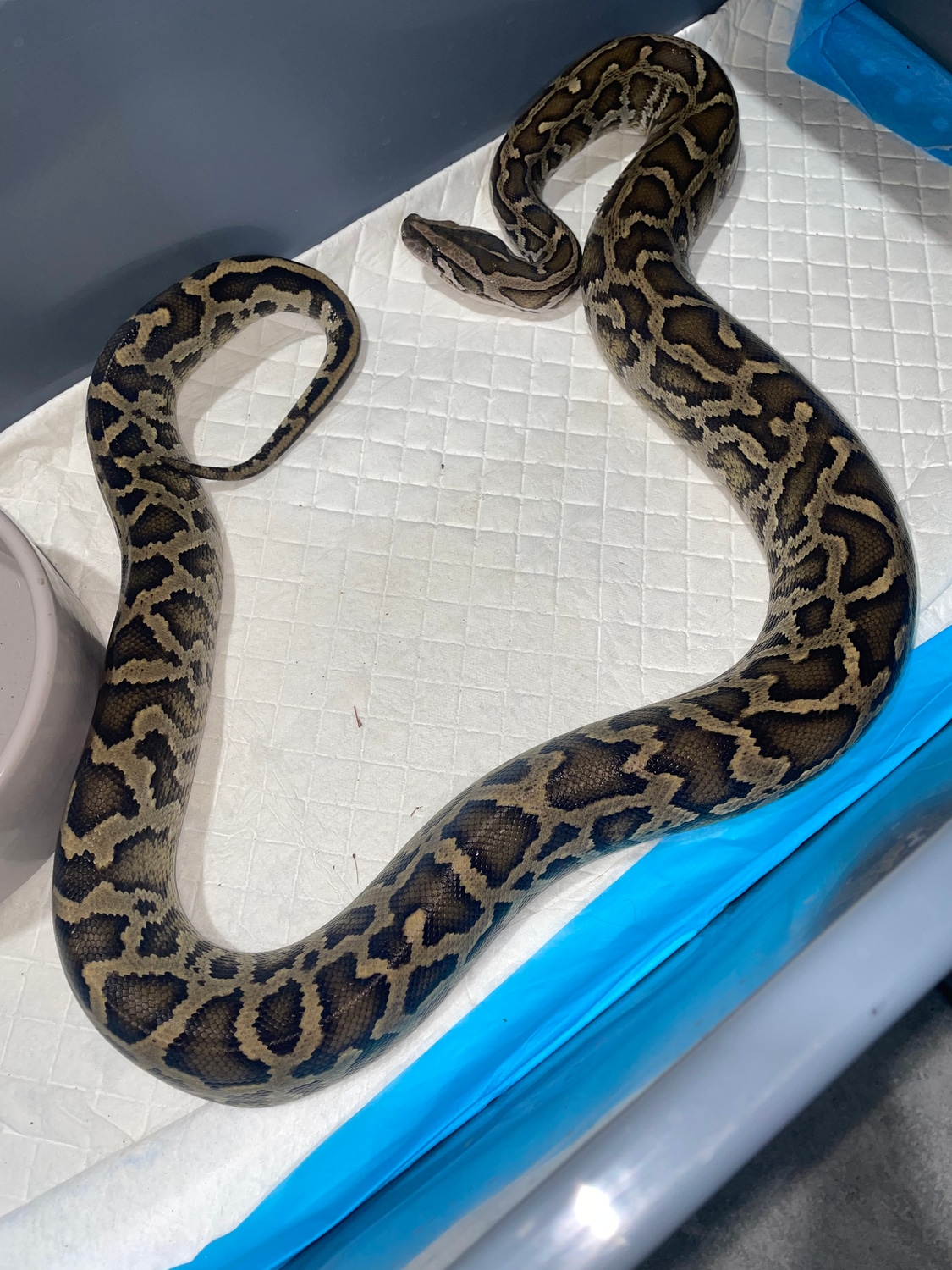 100% Het Green / Albino 66% Het Caramel Burmese Python by ...