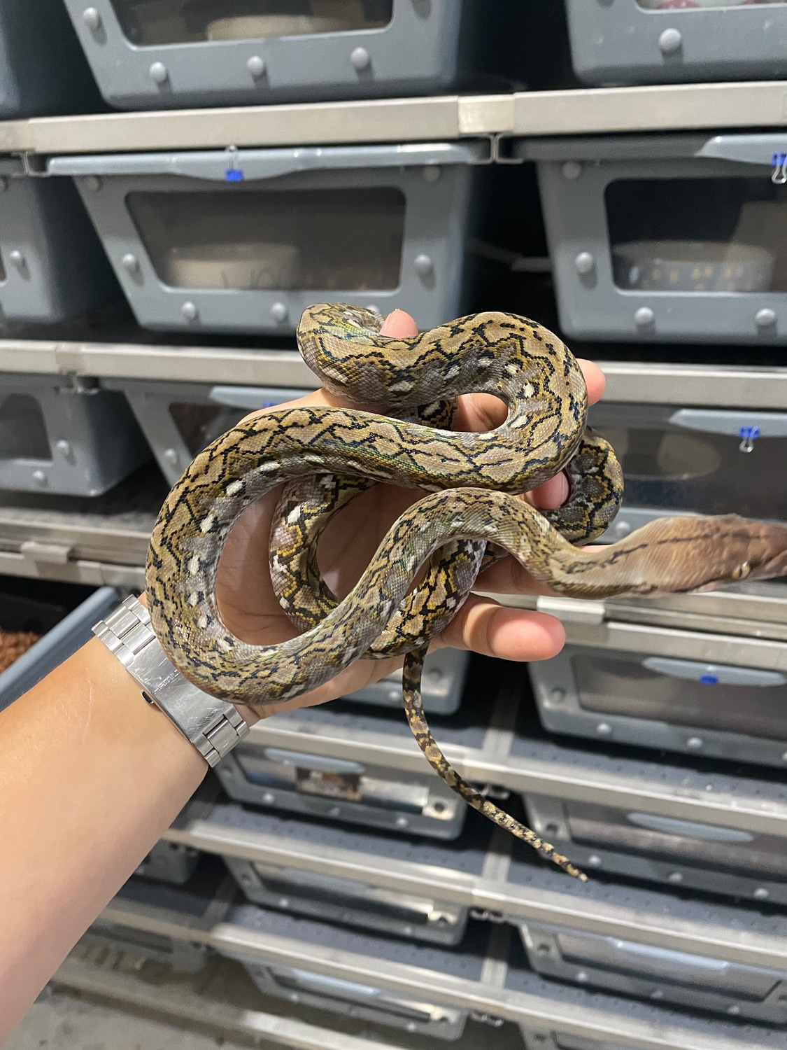 F2 TK Kalatoa Super Dwarf Reticulated Python by SouthBayReptiles ...