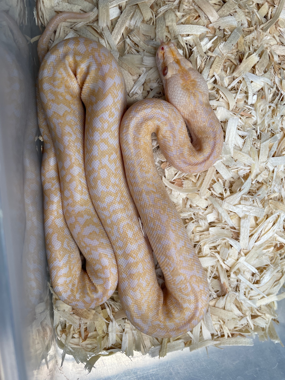 Albino Granite Het Green Burmese Python by SouthBayReptiles - MorphMarket