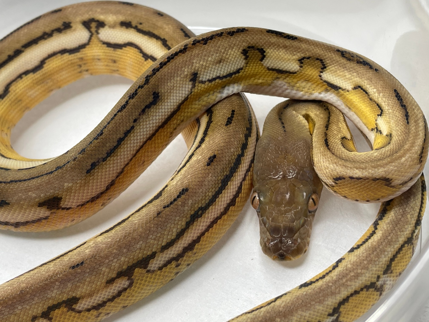 Platinum Tiger 18.75% Kalatoa 50% Het Pied & Anery Reticulated Python ...