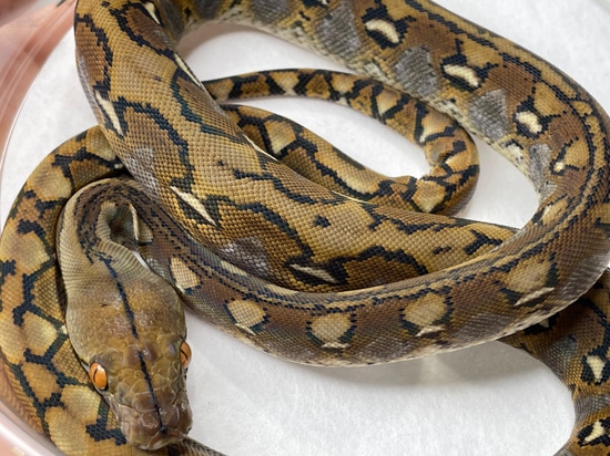18.75% Kalatoa 50% Het Pied / Anery Reticulated Python by SouthBayReptiles