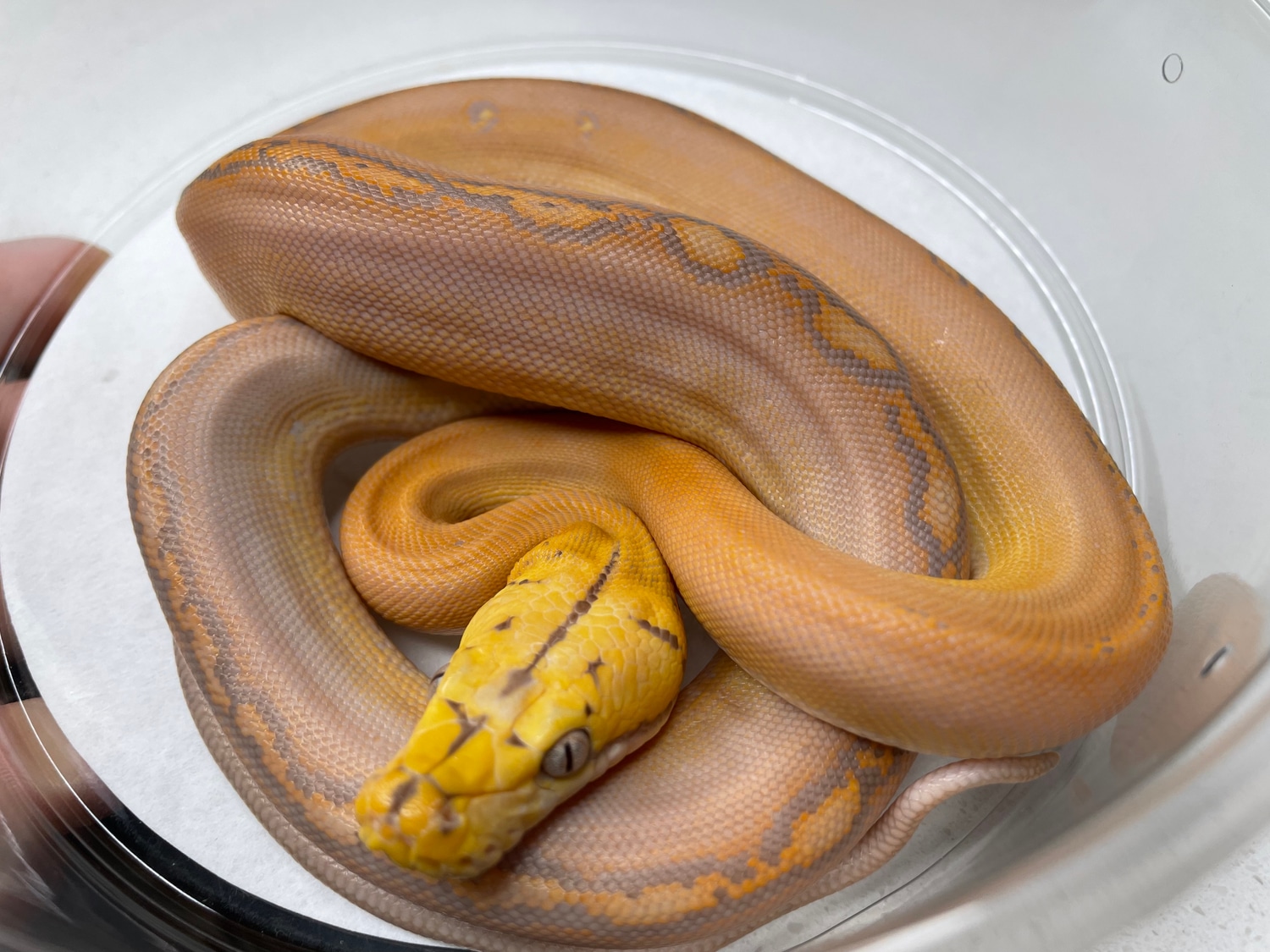 Purple GC 50% Het Anery 25% SD 6.75% Jamp Reticulated Python by ...