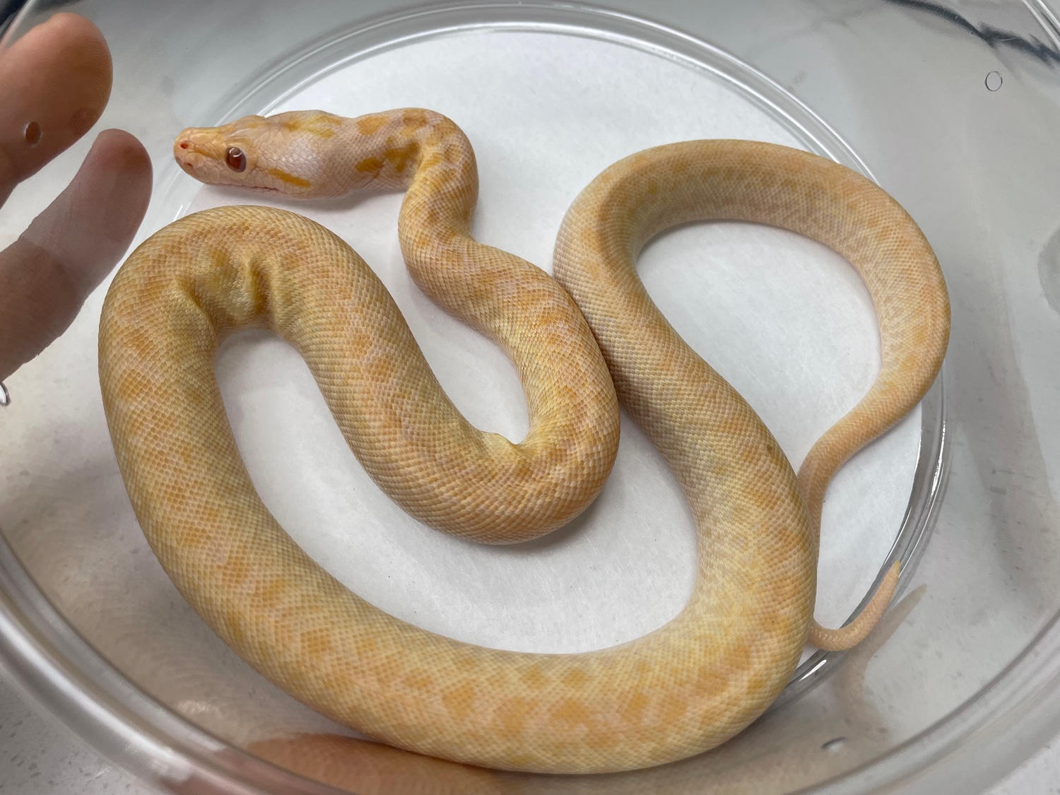 Pearl Granite Het Green Burmese Python by SouthBayReptiles - MorphMarket