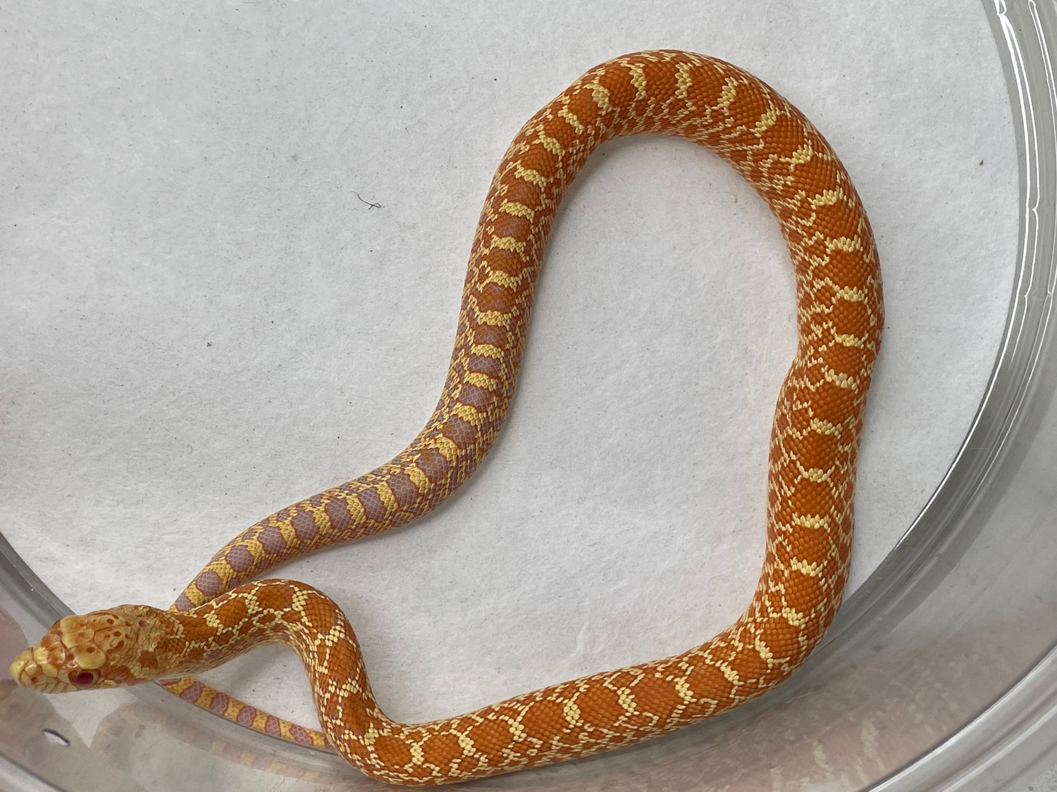 Stillwater Hypo Albino Bullsnake by SouthBayReptiles - MorphMarket