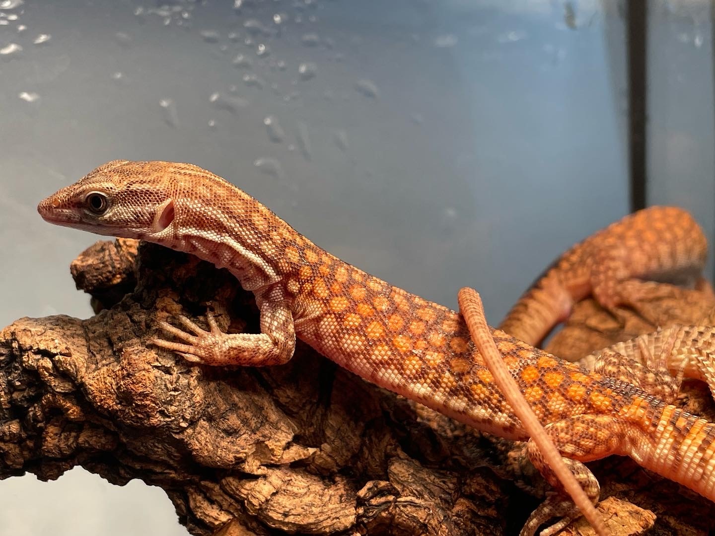 Rare Earth X Red Ackie Monitors Spiny-Tailed Monitor by ...