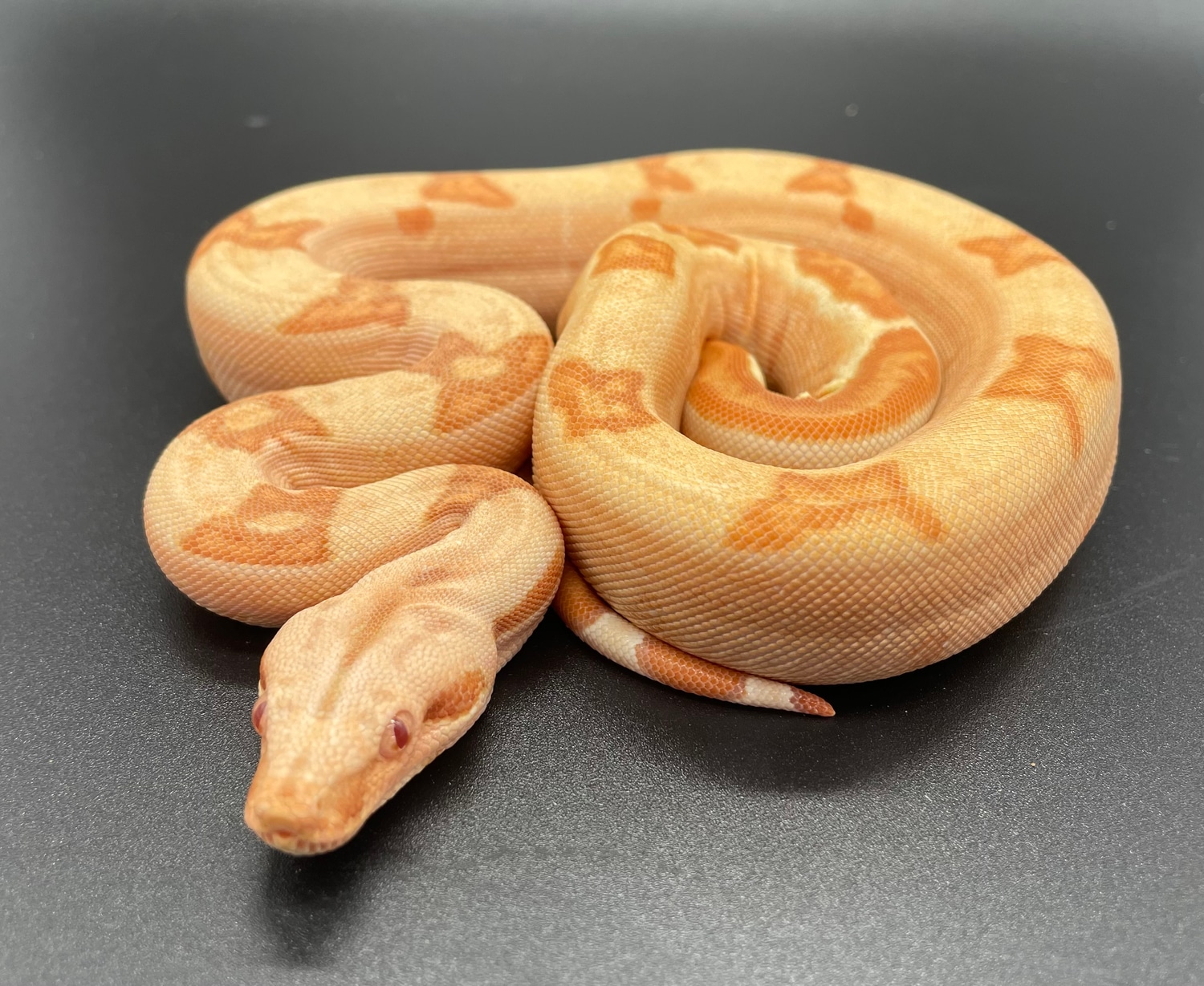 Lipstick Sunglow 66% Het Anery Boa Constrictor by SouthBayReptiles ...