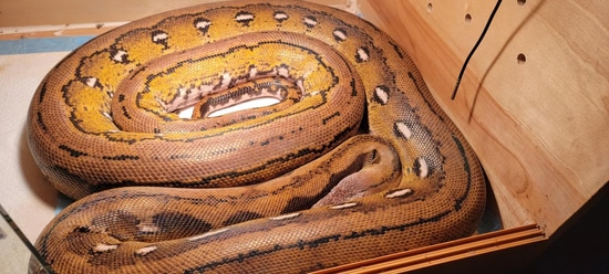 Dwarf Platinum Tiger Het Pied Reticulated Python by SouthBayReptiles