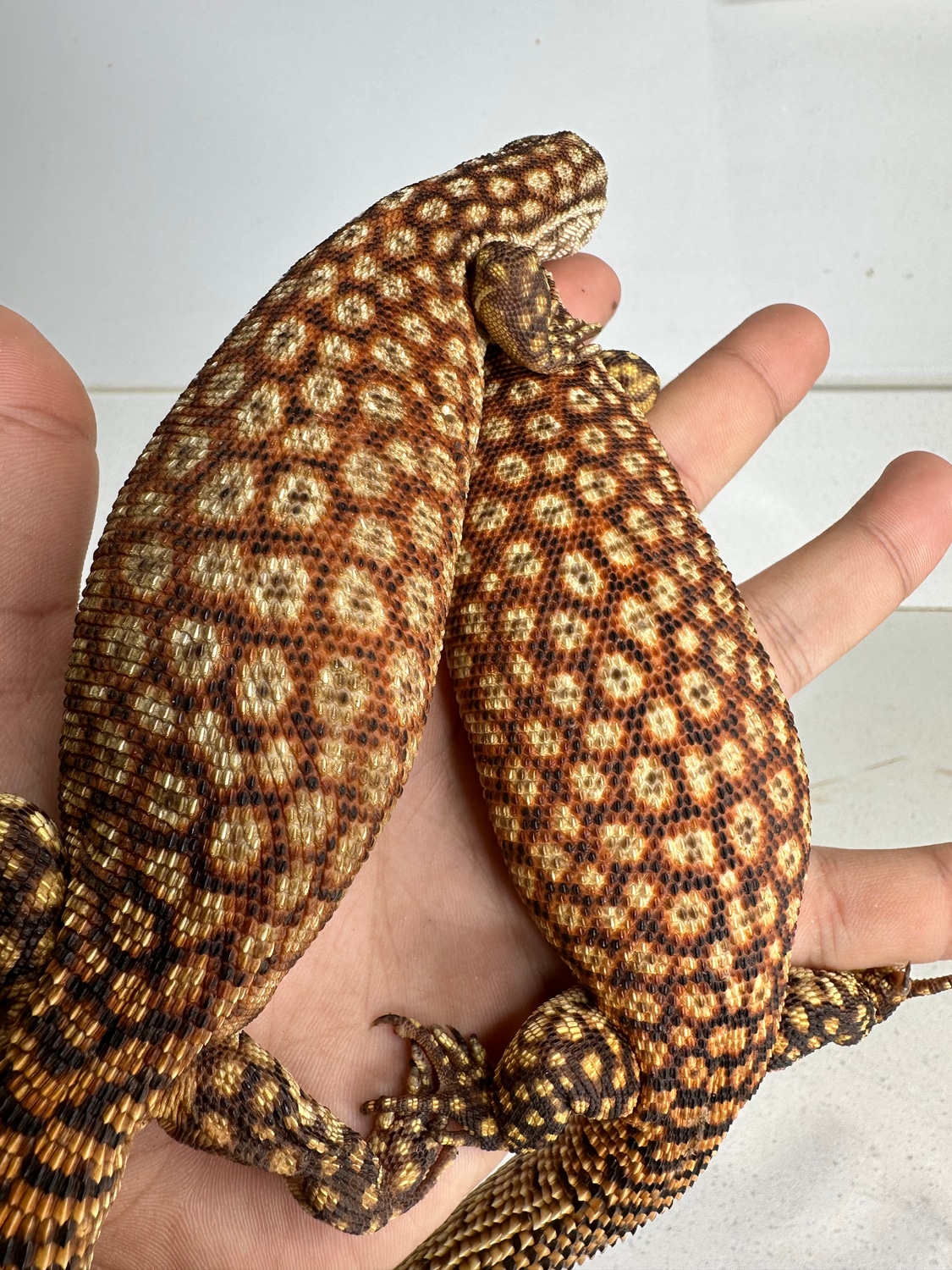 Adult Pair Red Ackie Monitors Spiny-Tailed Monitor by SouthBayReptiles ...
