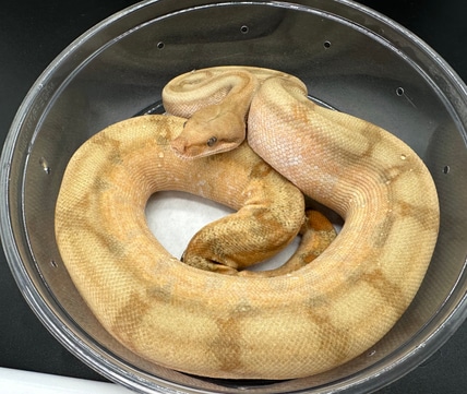 Fire X Jungle Boa Constrictor by Stunning Constrictors - MorphMarket