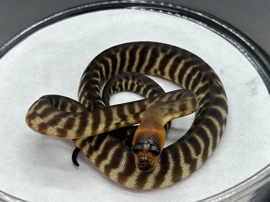 Woma Pythons by SouthBayReptiles