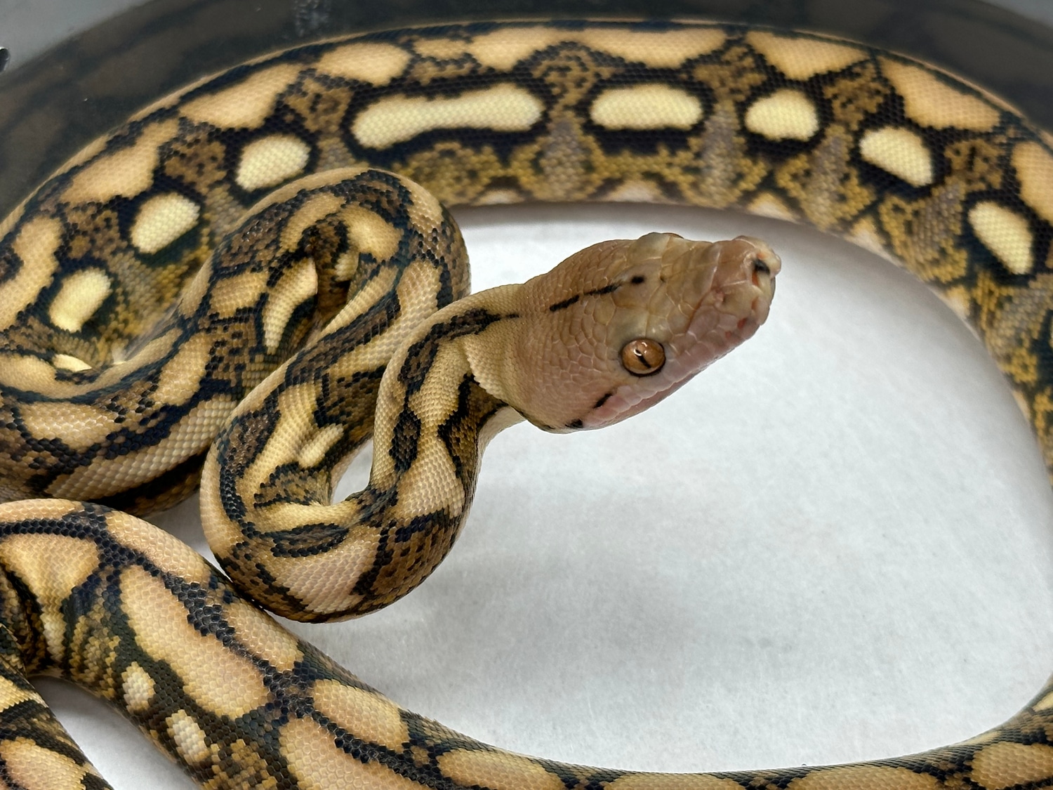 50% Kalaotoa Tiger Het Purple Albino Reticulated Python by ...