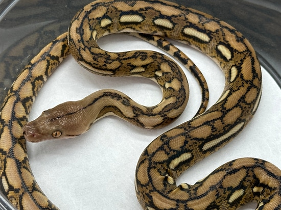 50% Kalaotoa Tiger Het Purple Albino Reticulated Python by SouthBayReptiles