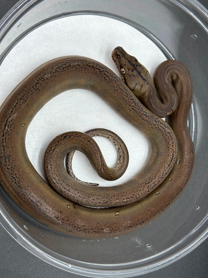 50% Kalaotoa Goldenchild Het Purple Albino Reticulated Python by ...