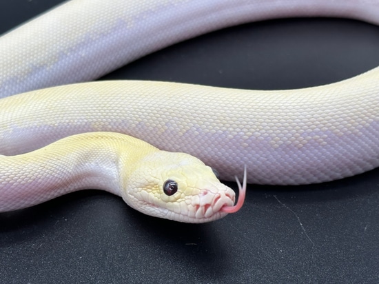Ivory DH Albino Granite 50% Het Green Burmese Python by SouthBayReptiles