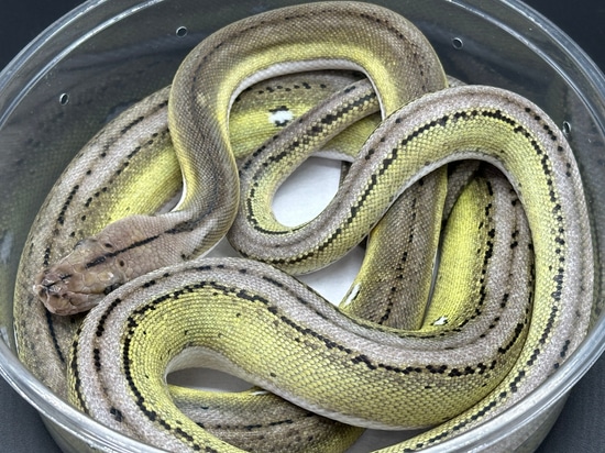 Super Dwarf Kalaotoa Platinum Anery Motley Tiger Marble 66% Het Purple ...