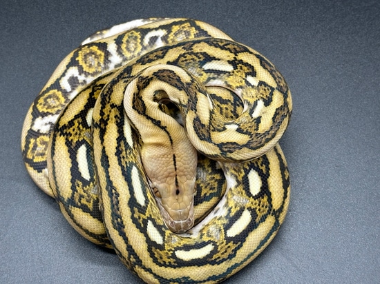 Kalaotoa Tiger 100% Het Purple Reticulated Python by SouthBayReptiles