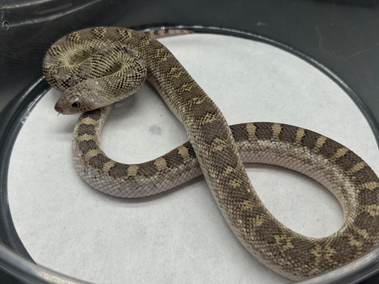 White Sided Het Patternless Het Snow Bullsnake by SouthBayReptiles