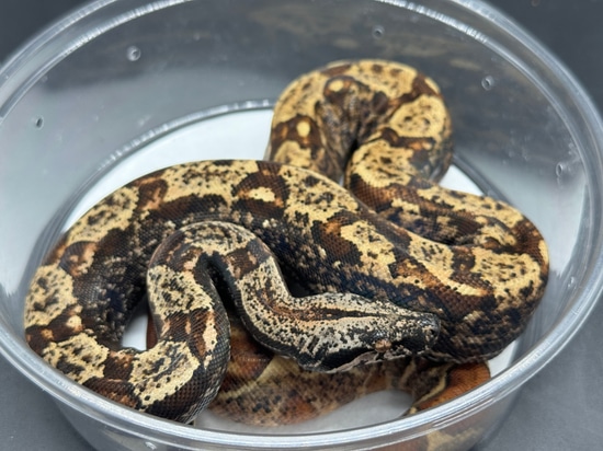 Calico Hypo IMG 50% Het Kahl Boa Constrictor by SouthBayReptiles