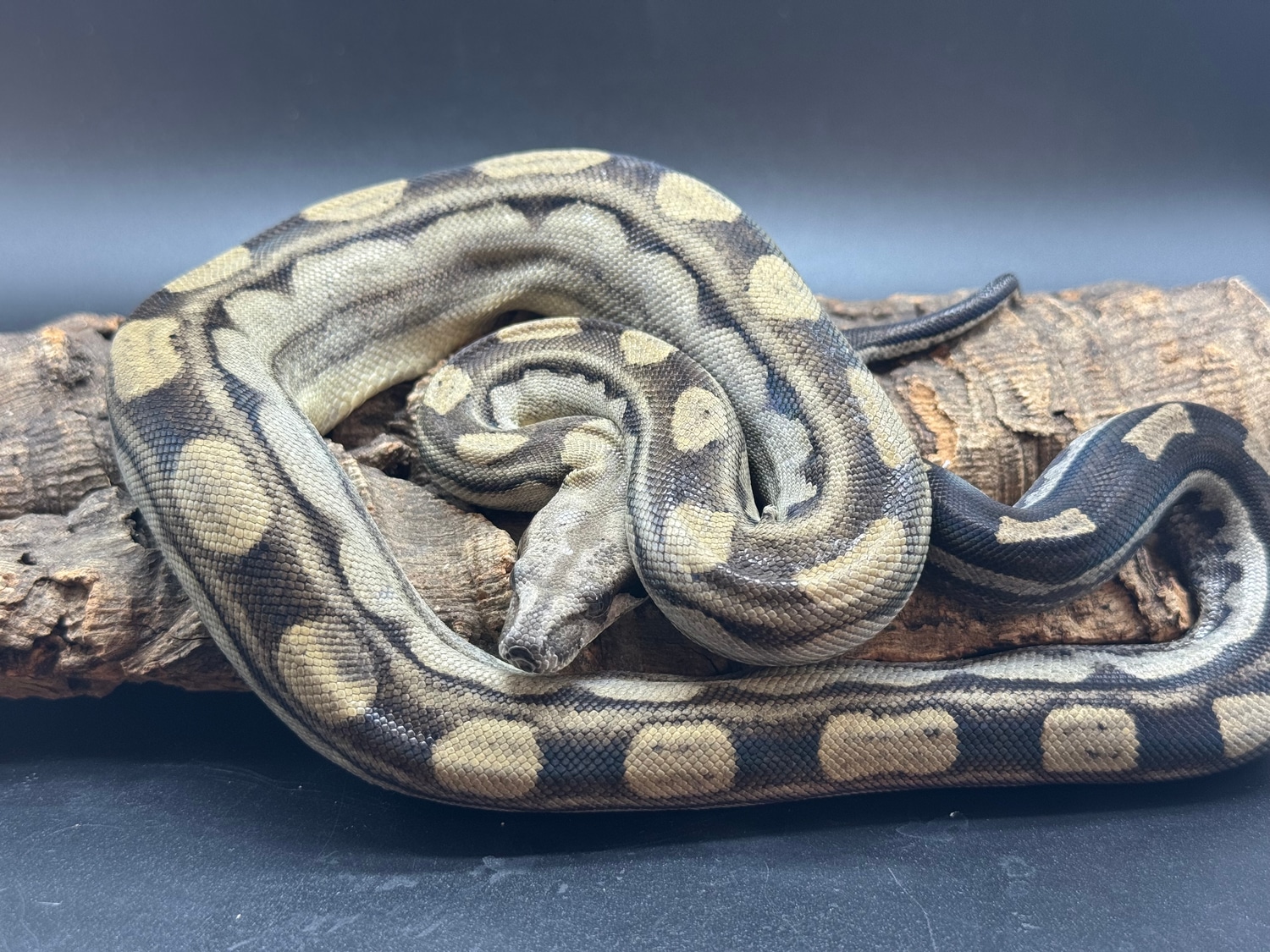 Anery type 1 Motley Het Sharp Albino