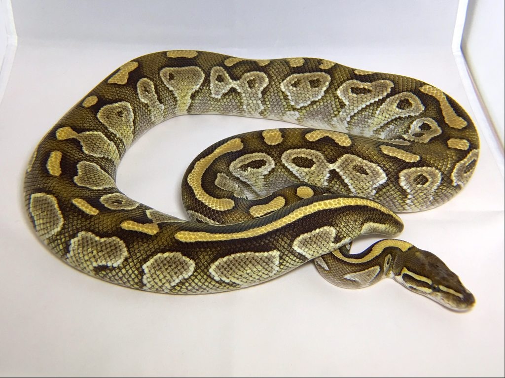Lesser Ball Python by South Bay Snakes - MorphMarket