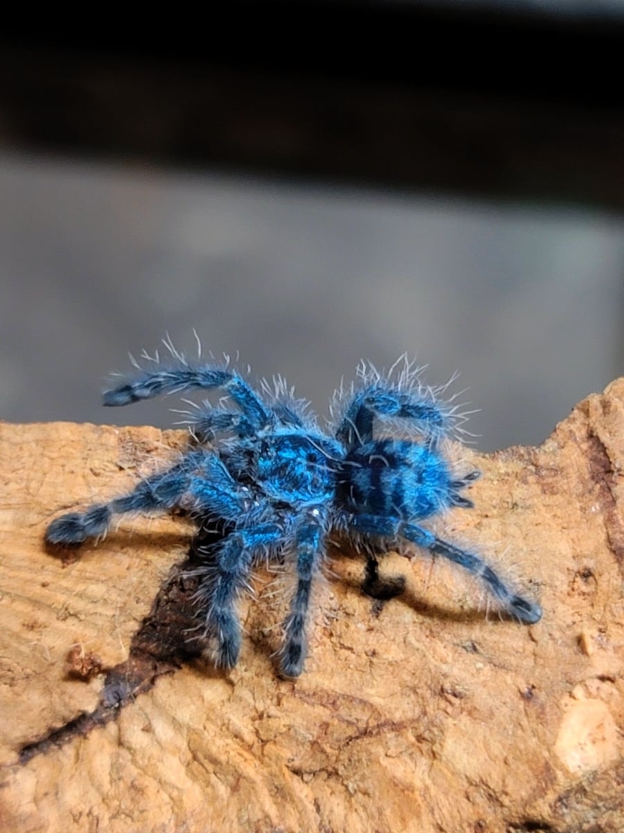 Caribena Versicolor ( Antilles Pink Toe) Tarantula by South Dixie Balls ...